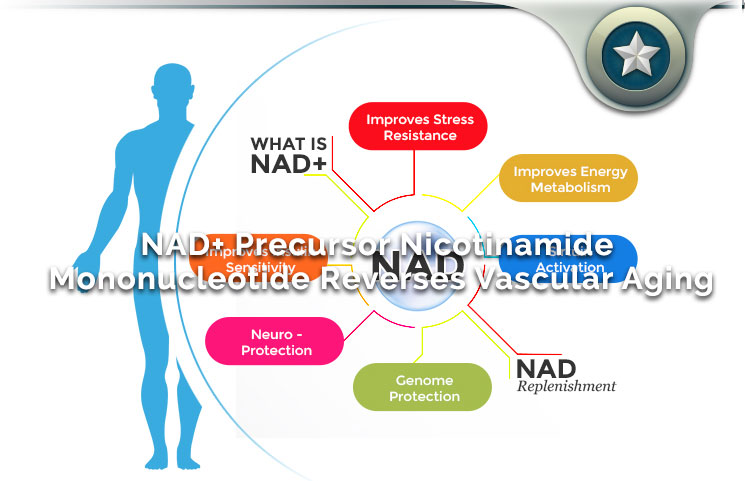 NAD+-Precursor-Nicotinamide-Mononucleotide-Reverses-Vascular-Aging ...